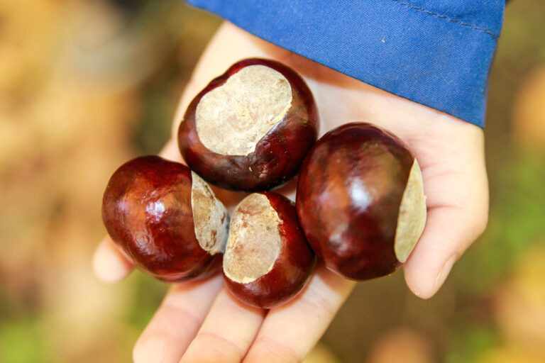 conosci la leggenda della castagna matta - filastrocche.it