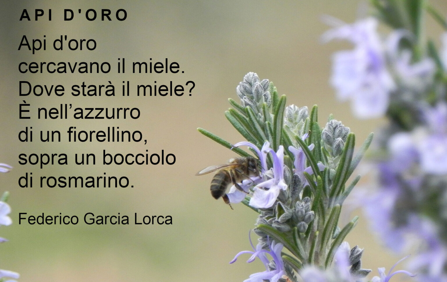 Festeggiamo la Giornata Mondiale delle Api